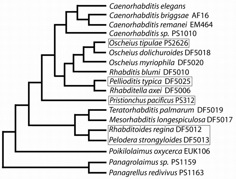 Cladogram of Rhabditid and closely related free-living nematodes ...